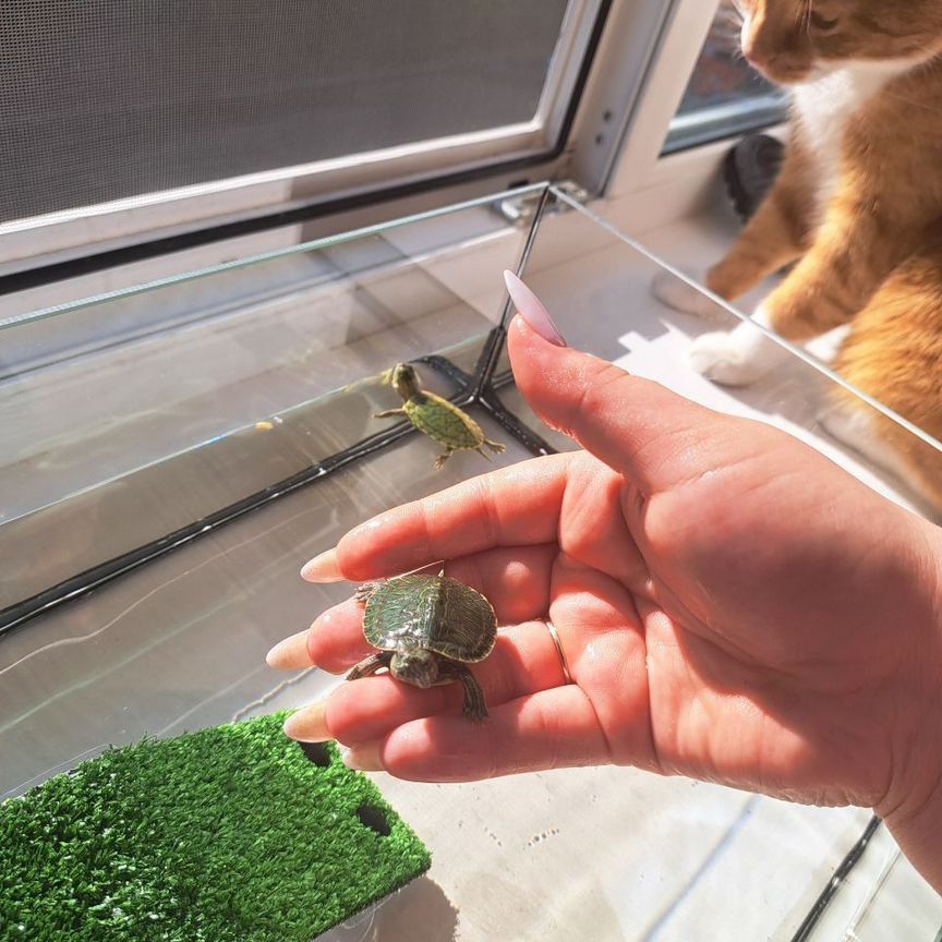 Аквариум/Акватеррариум