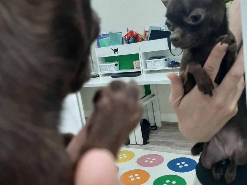 Чихуахуа микро