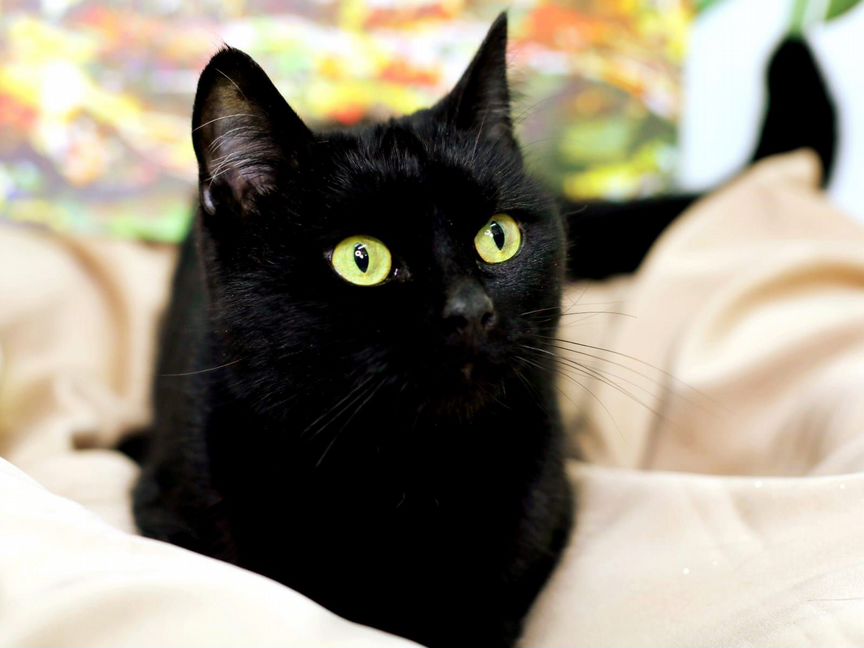 Добрейшая кошечка Максим ищет дом