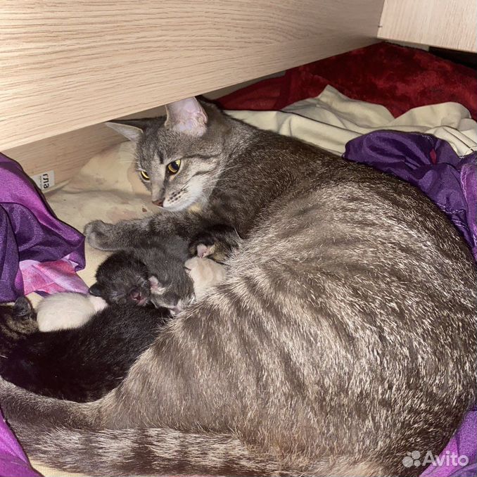 Котята Крысылов