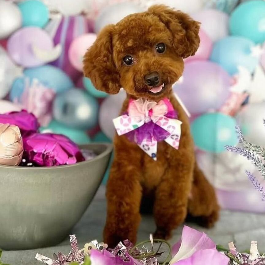 Той-пудель, щенок