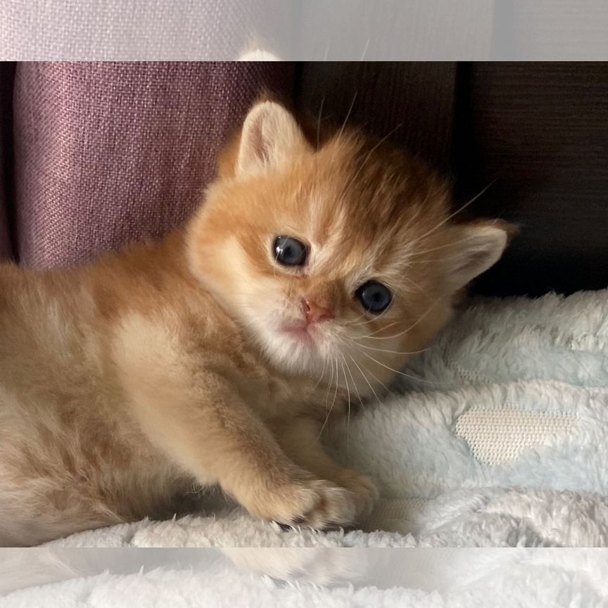 Шотландский котик ny 12