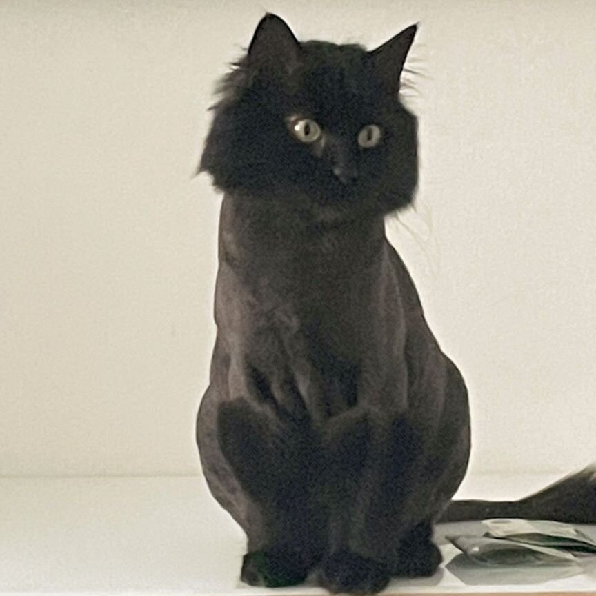 Кошка ласкуша