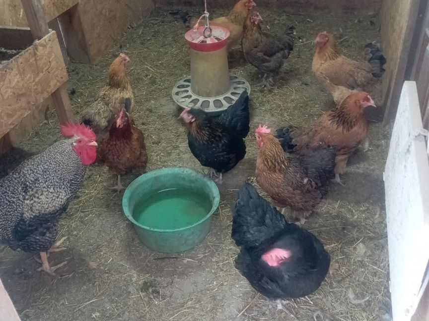Куры домашние на мясо