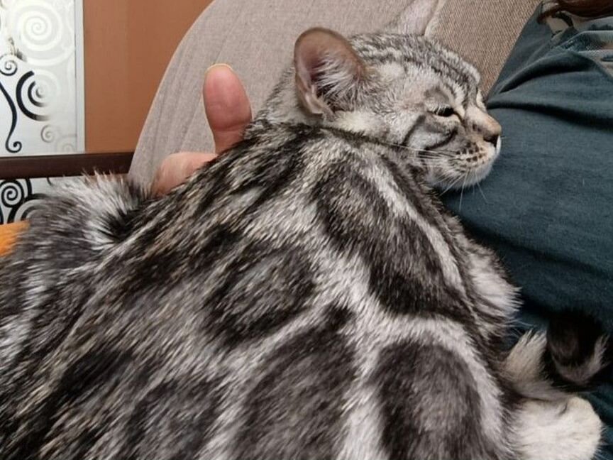 Кошка бенгальская серебро
