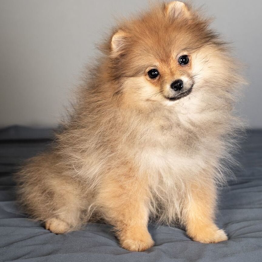 Померанский шпиц, щенок