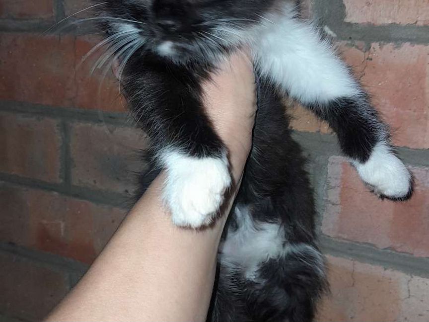 Котята в поисках дома спасли от собак