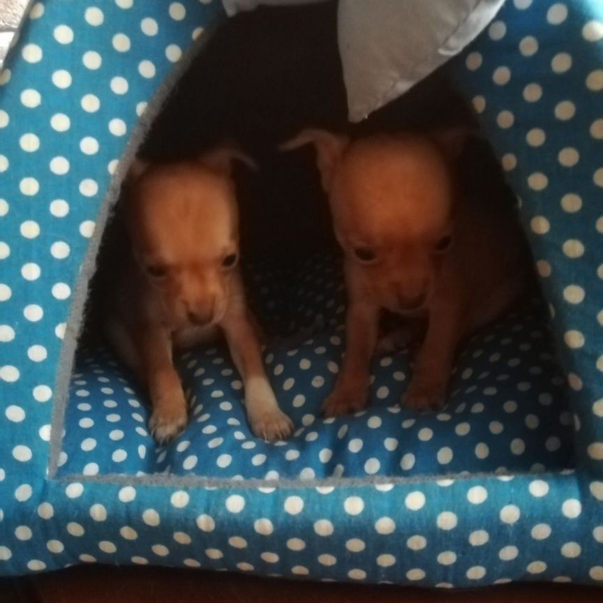 Той-терьер щенки