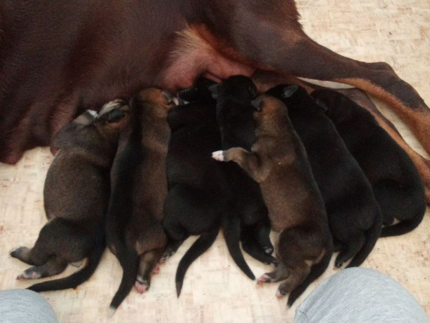 Очаровательные щеночки