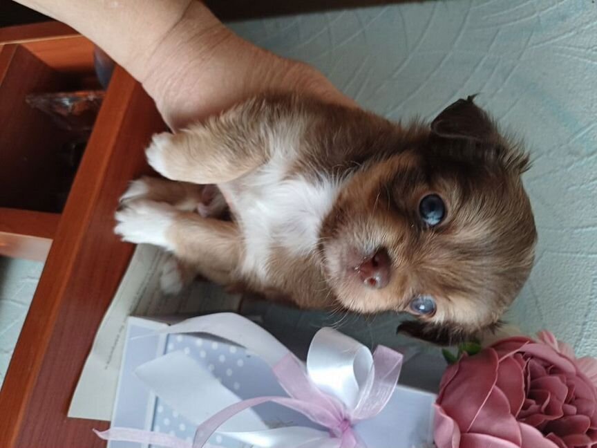 Прелестные чудесные ангеочки щенки чихуахуа