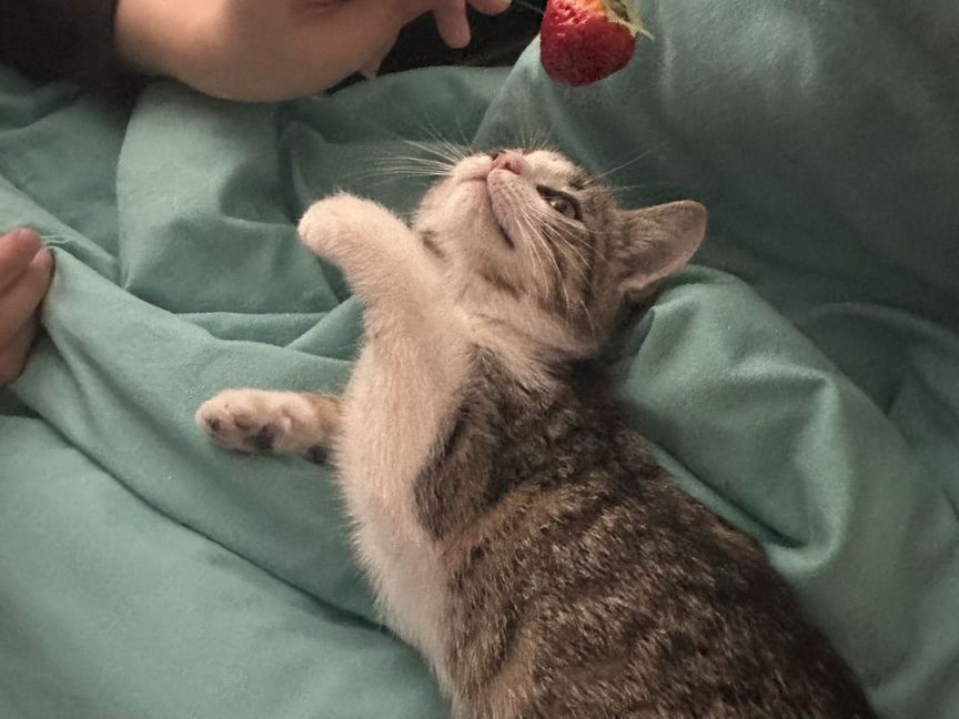 Домашний чудесный котеночек