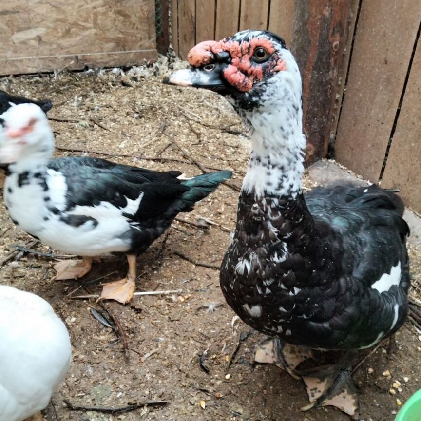 Мускусные утки