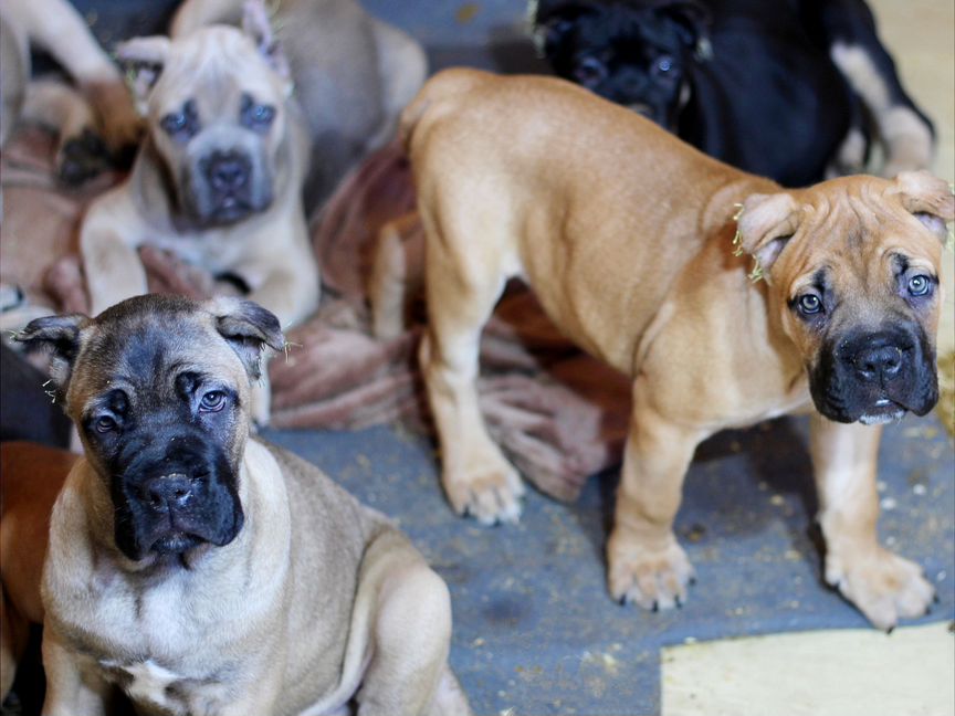 Кане корсо. Пестрая малышня