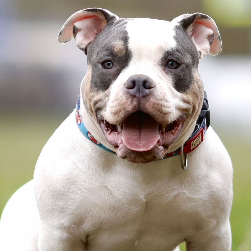 Американский булли, щенок