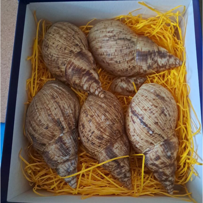 Ракушка улиток Ахатина