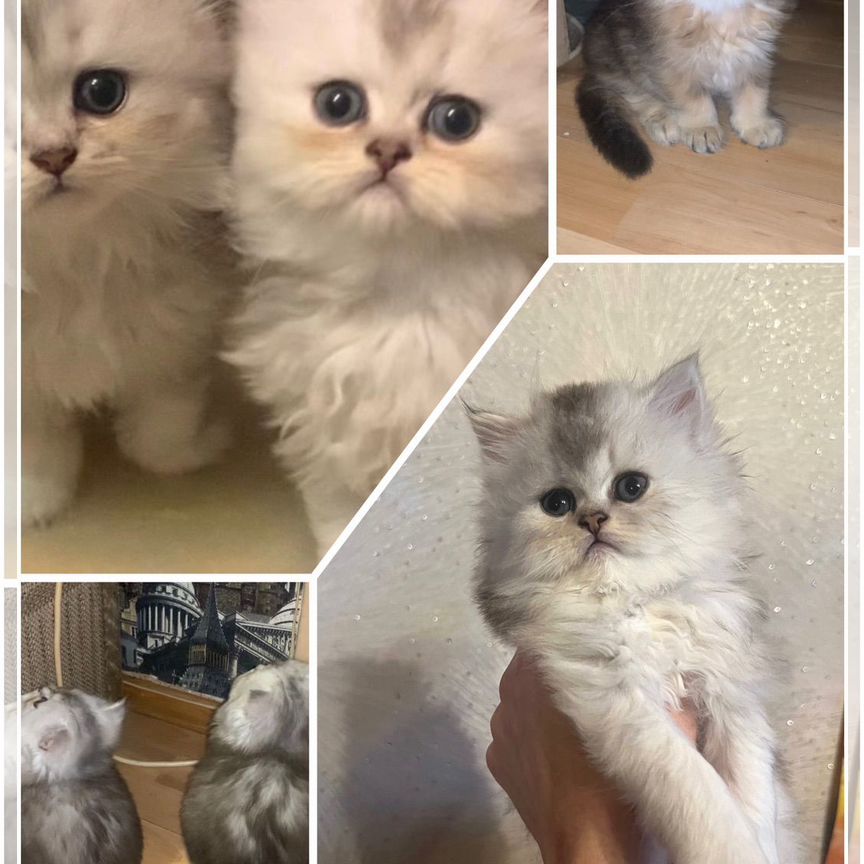 Шотландские длинношерстные котята