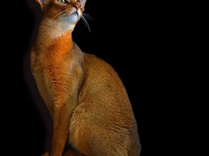 Абиссинская