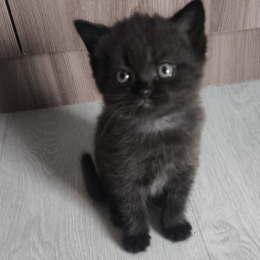 Шотландский вислоухий короткошёрстный котёнок