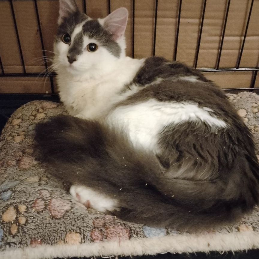 Сибирский котёнок