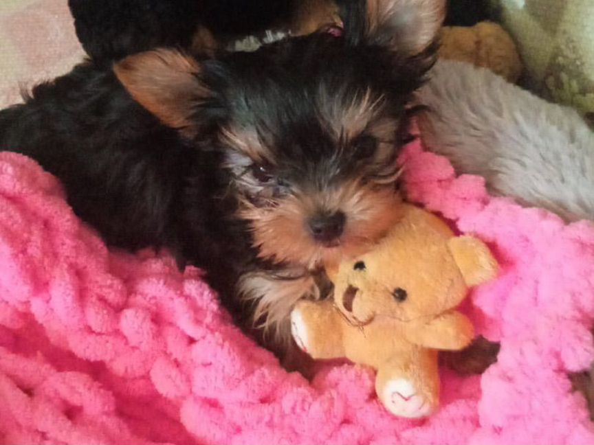 Йоркширский терьер мини щенки