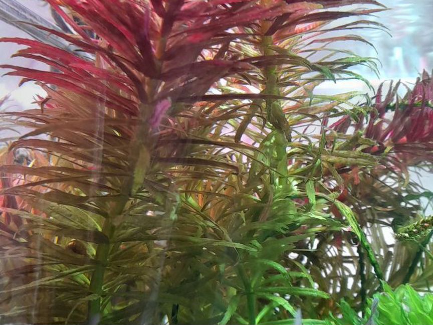 Лимнофила ароматика