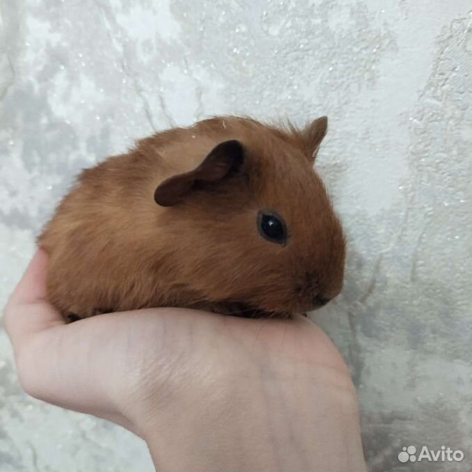 Морская свинка селф