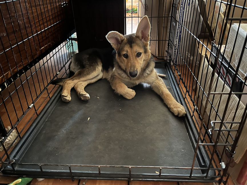 Лаки ищет добрые руки и любящие сердца