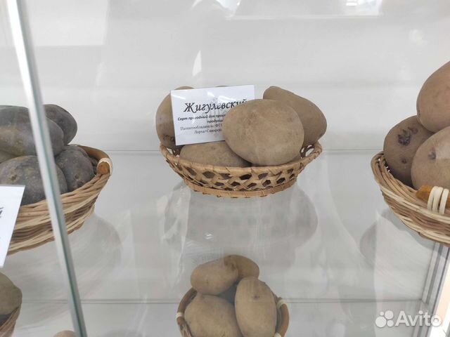 Семенной картофель купить в Подольске | Товары для дома и дачи | Авито