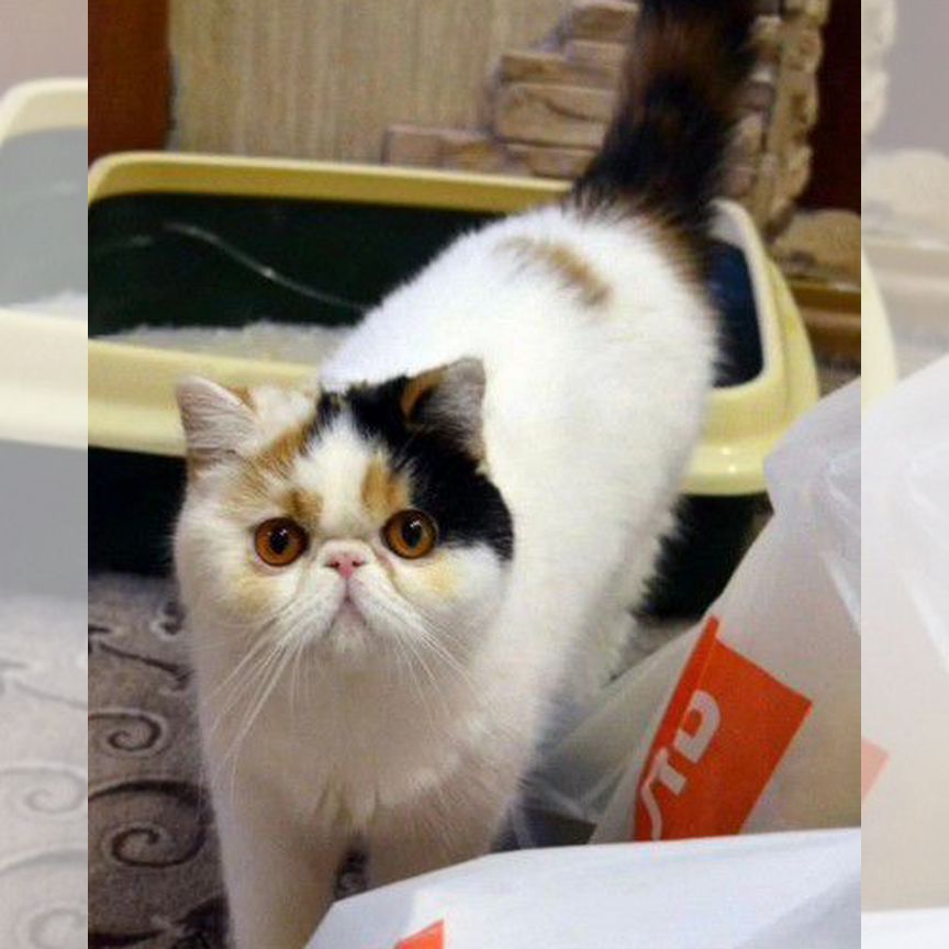 Экзотическая короткошёрстная, взрослая кошка