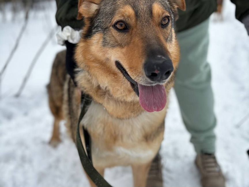 Собаки бесплатно в добрые руки