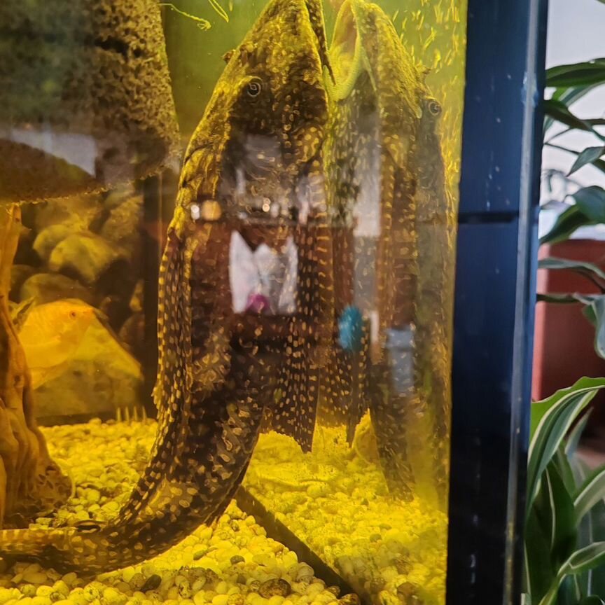 Аквариумные рыбки сомики