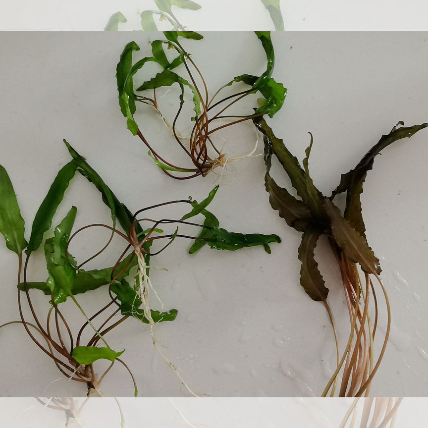 Аквариумное растение криптокарина