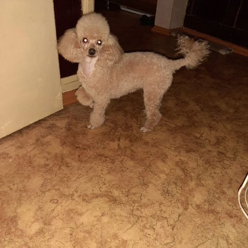 Той пудель девочка 6 лет