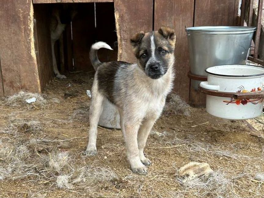 Щенок в добрые руки бесплатно