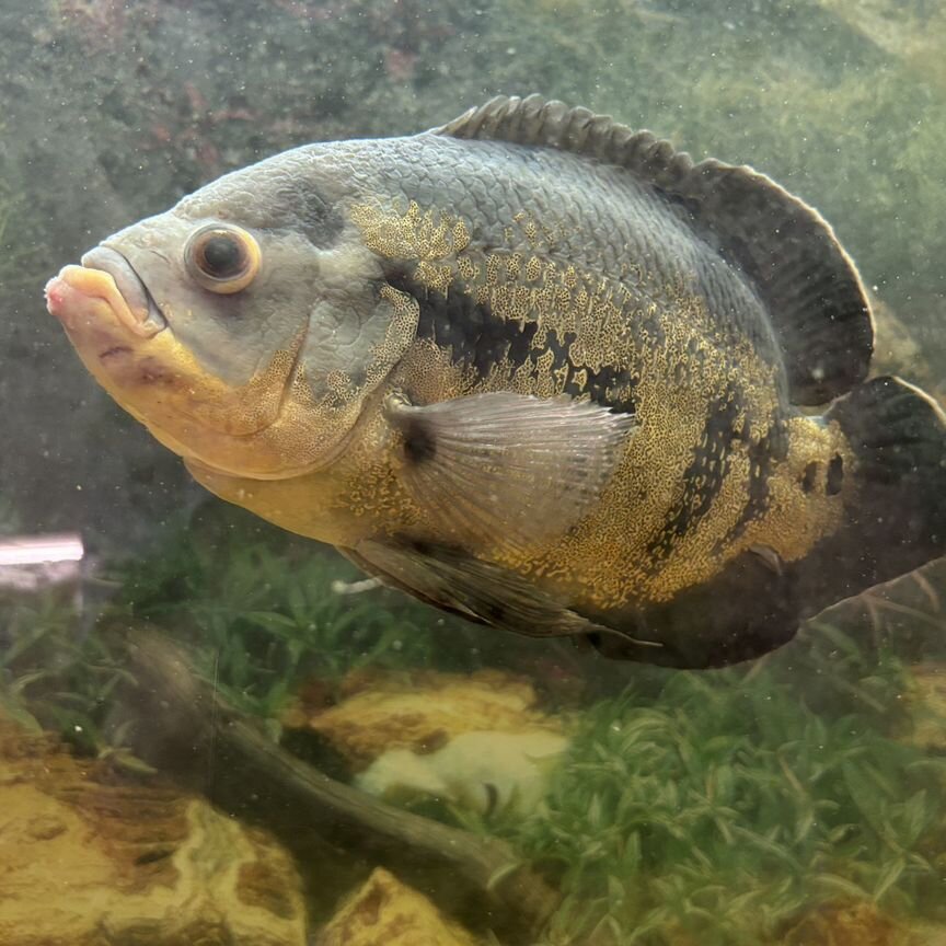 Аквариумная рыба (цихлазома)