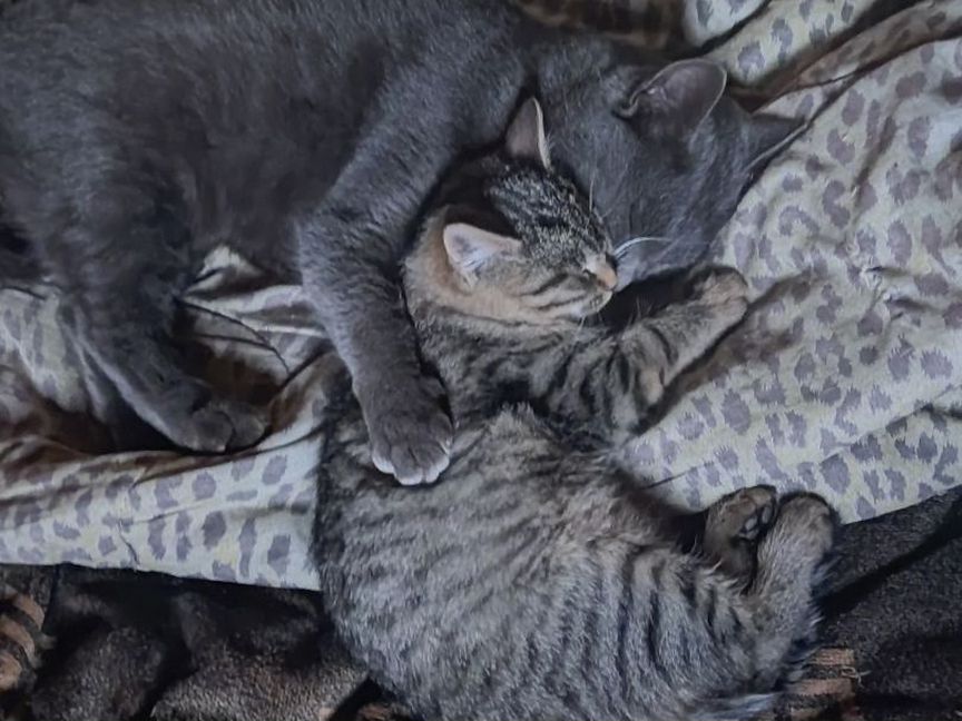 Котенок девочка в дар