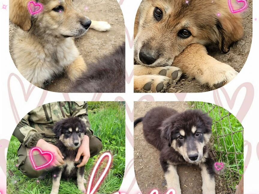 Щенки метисы