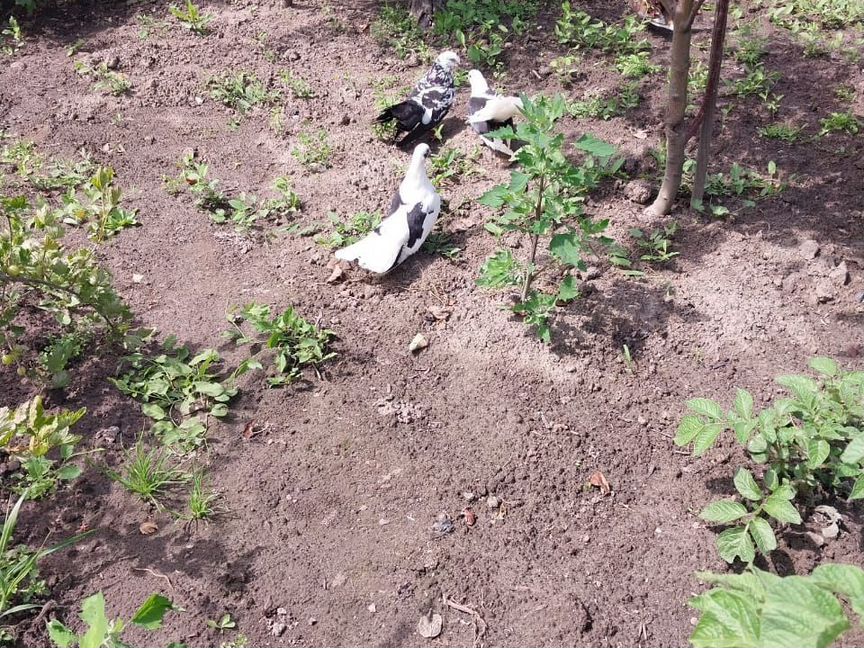 Продажа голубей