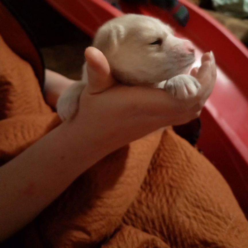 Маленькая собачка в добрые руки