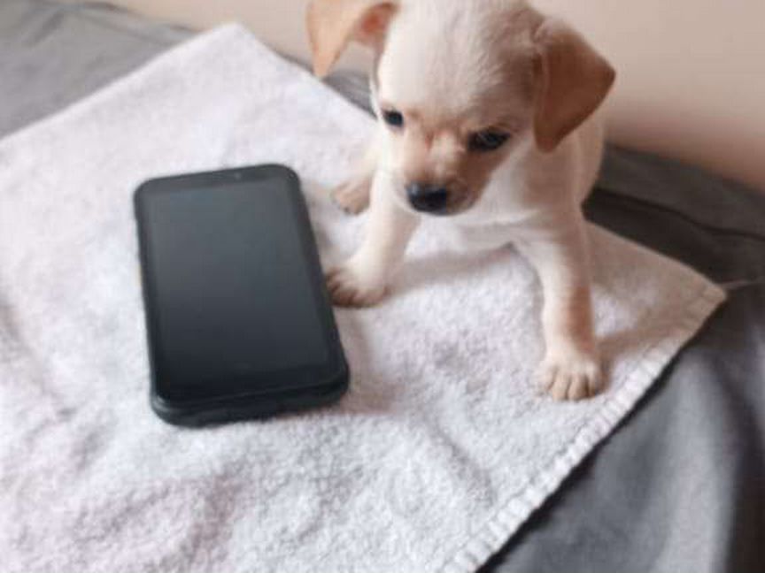 С Р О Ч Н О чихуахуа мальчик мини