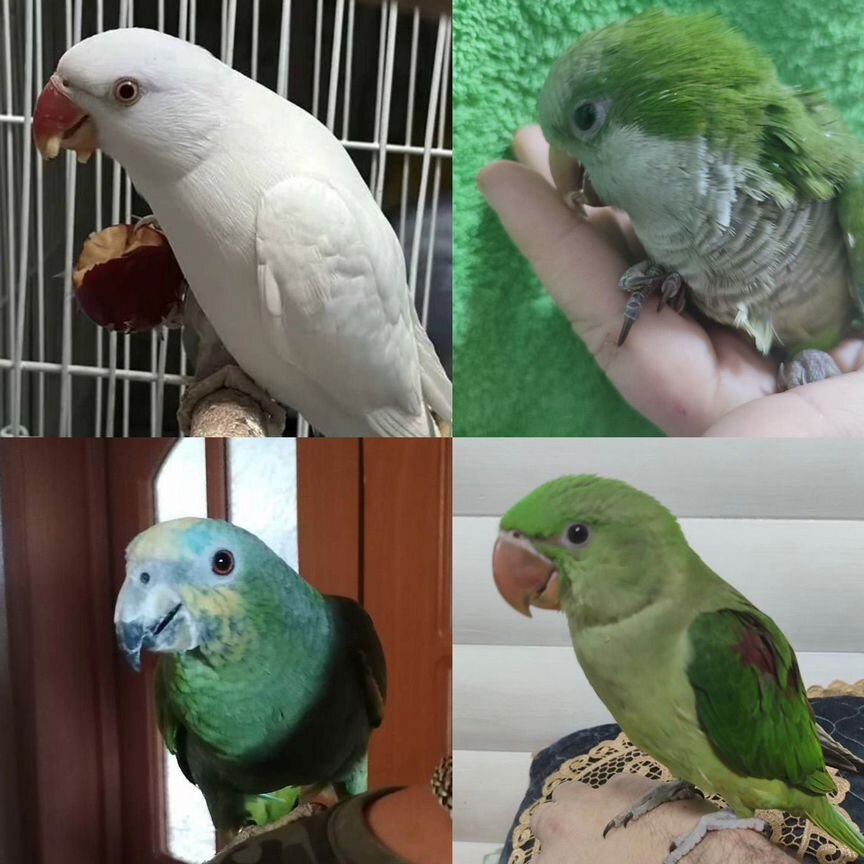 Попугай Амазон и другие