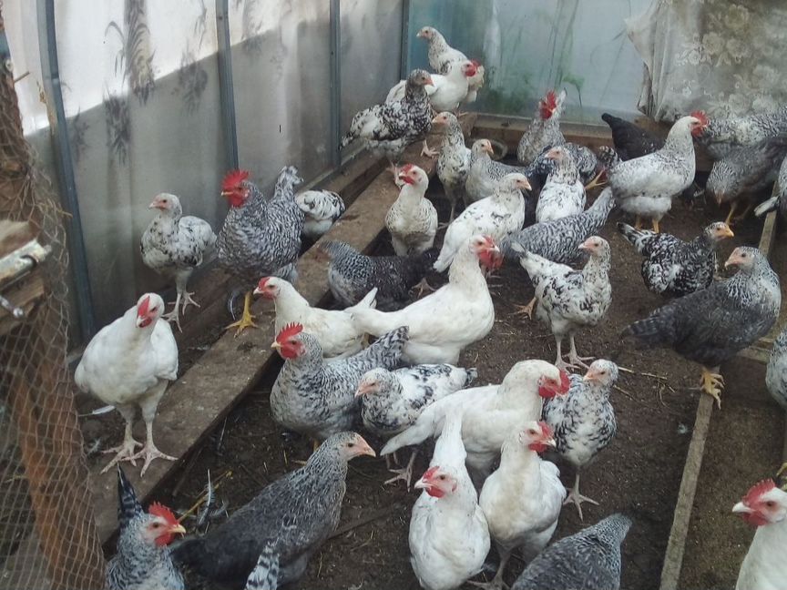 Молодые петухи 3 месяца