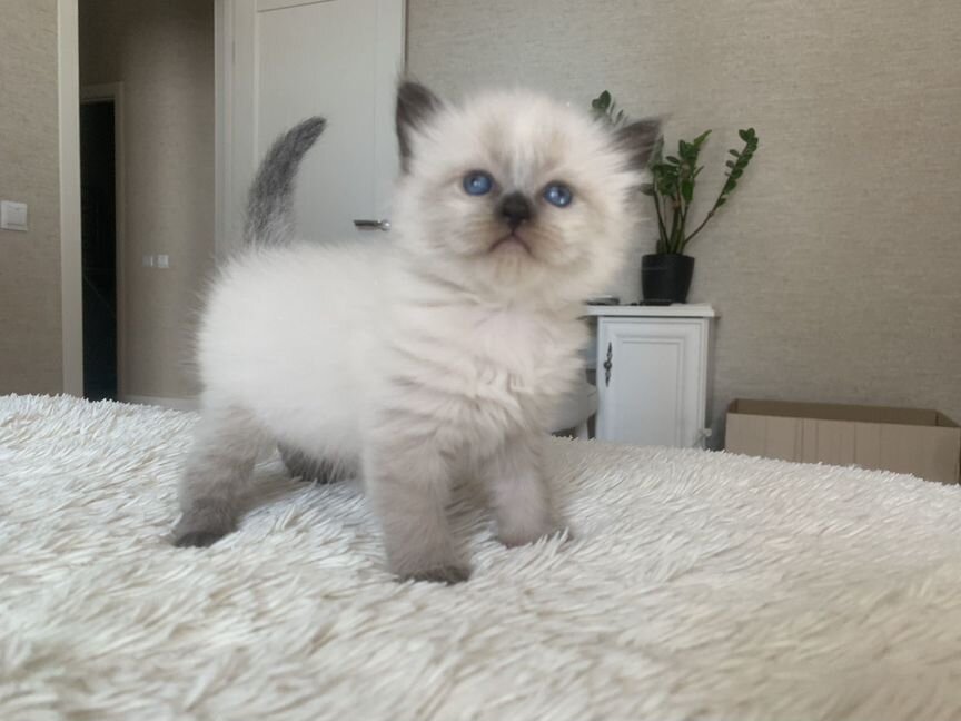 Невские маскарадные котята
