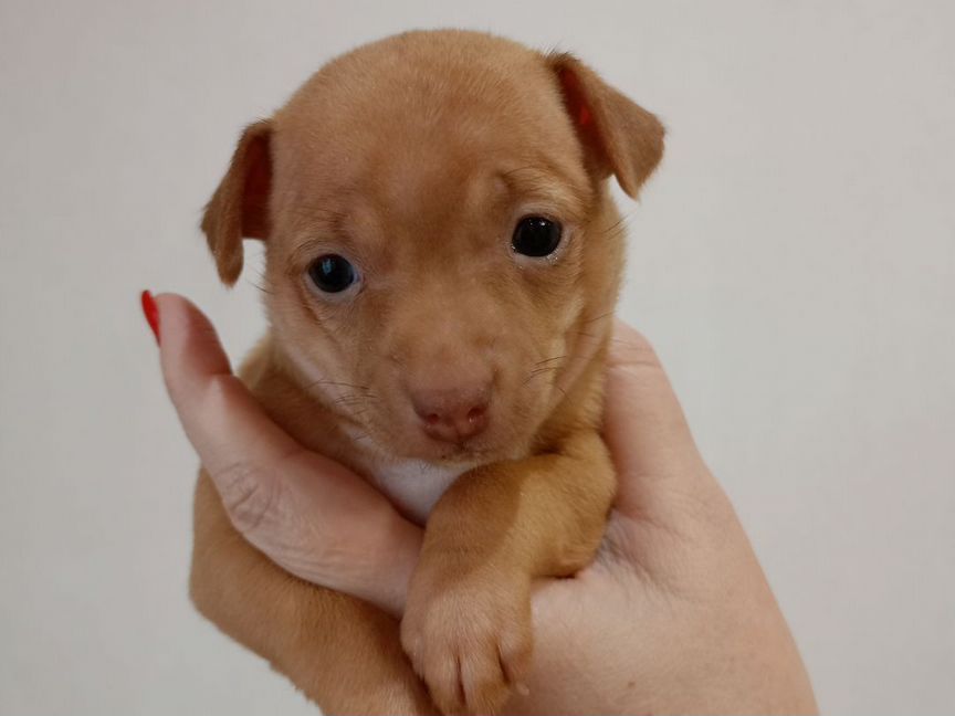 Той-терьер щенки