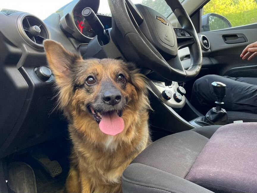 Собака в добрые руки