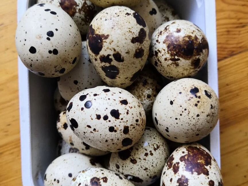 Инкубационное яйцо перепелов