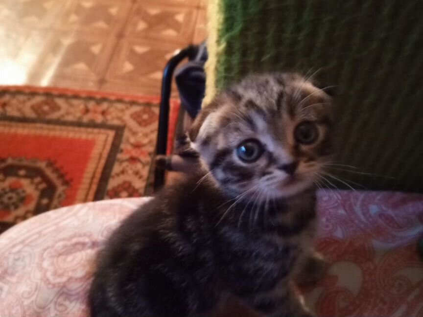 Шотландские вислоухие котята