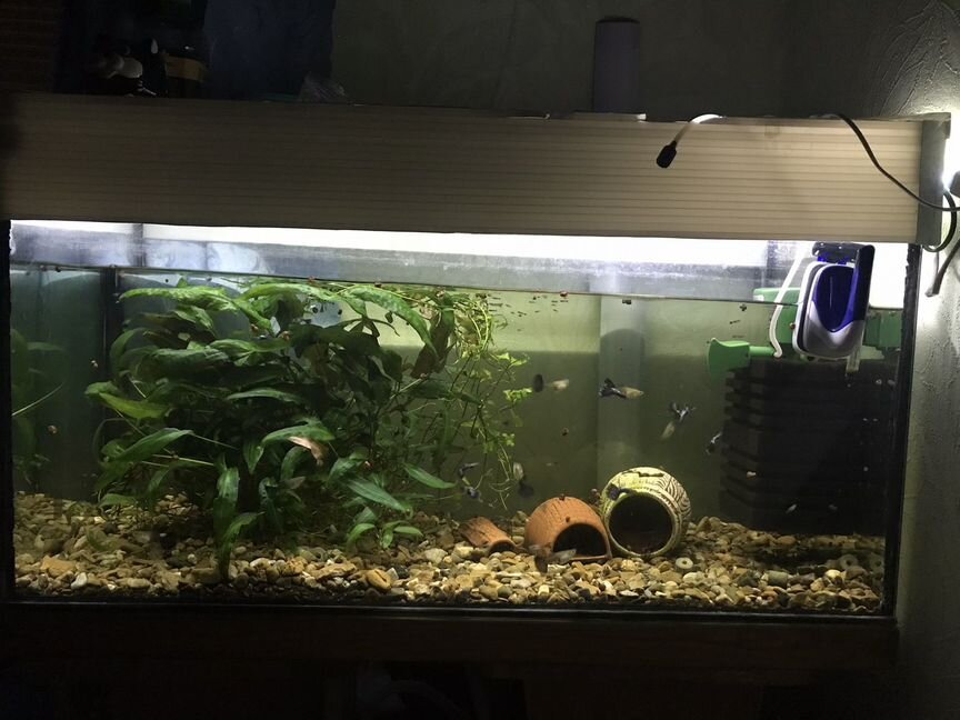 Аквариум с рыбами