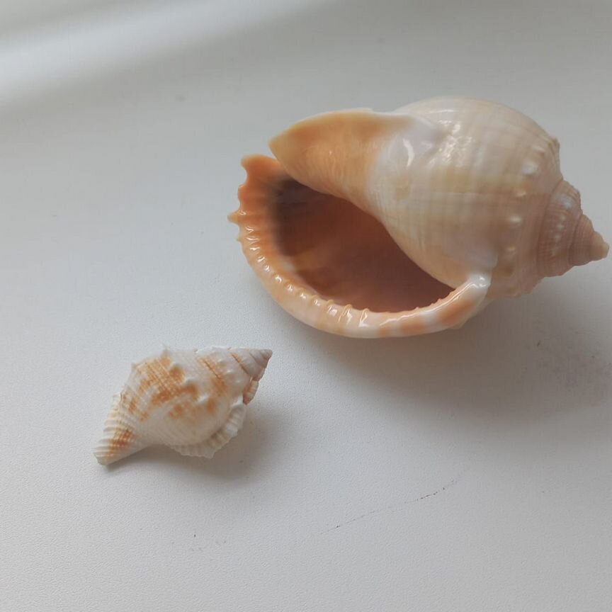 Морские ракушки для декора