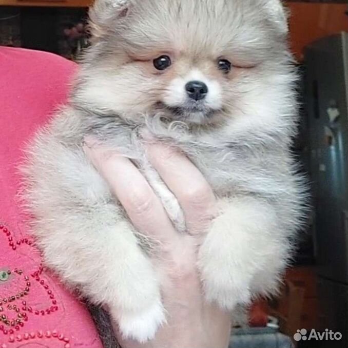 Померанский шпиц девочка кремсоболь